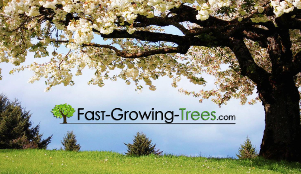 Verified 15% Off | Fast Growing Trees Coupon Codes | Love Coupons