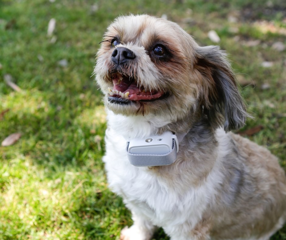 eDog Coupon & Promo Codes | Verified 15% Off